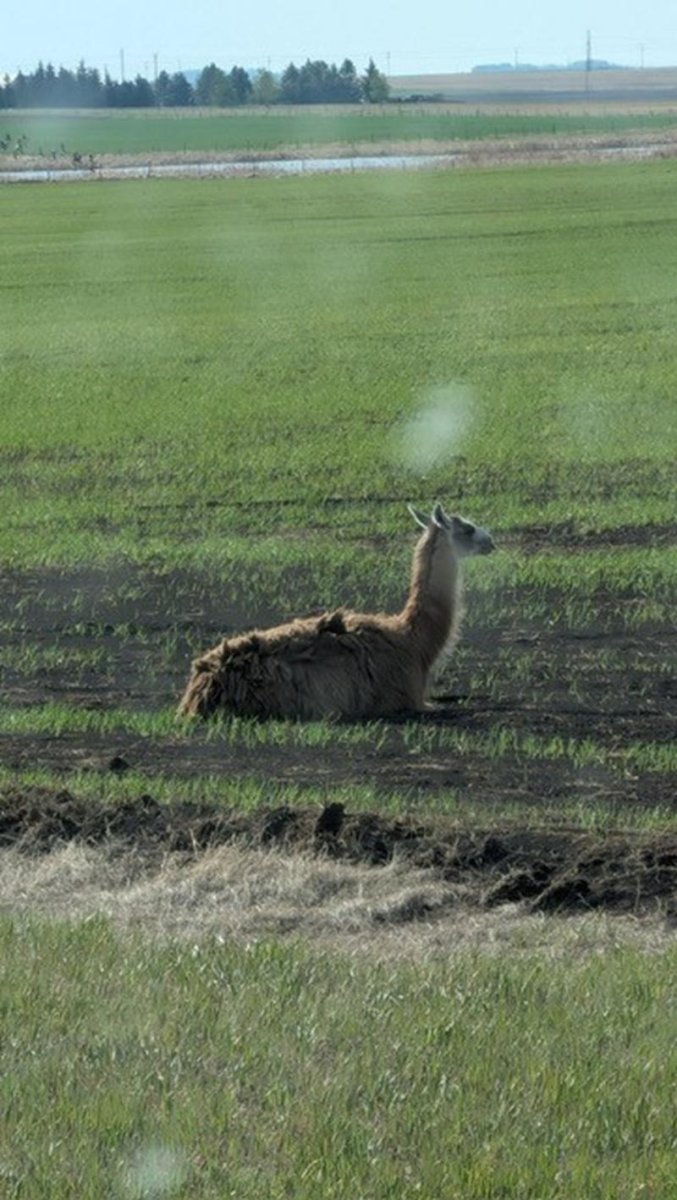 Look: Mystery llama found wandering loose in Alberta