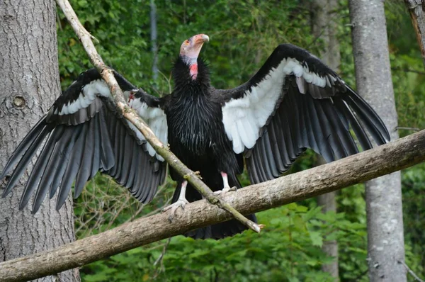 15 rare bird species thriving in massive reserves