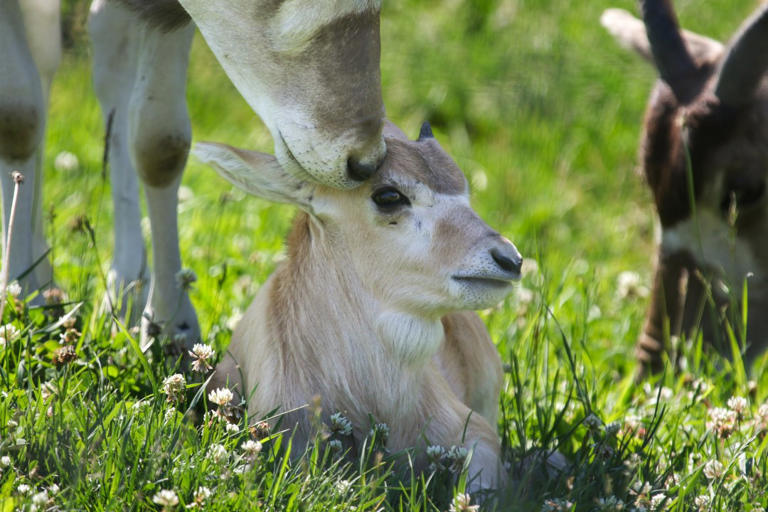 It’s a girl! Blank Park Zoo welcomes baby addax