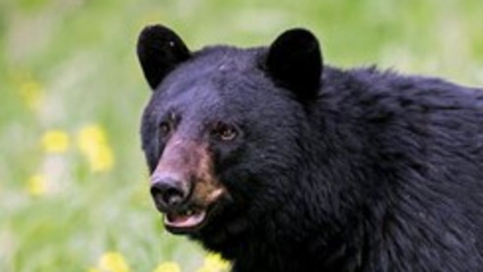 Deputies alert Pomeroy residents of bear activity