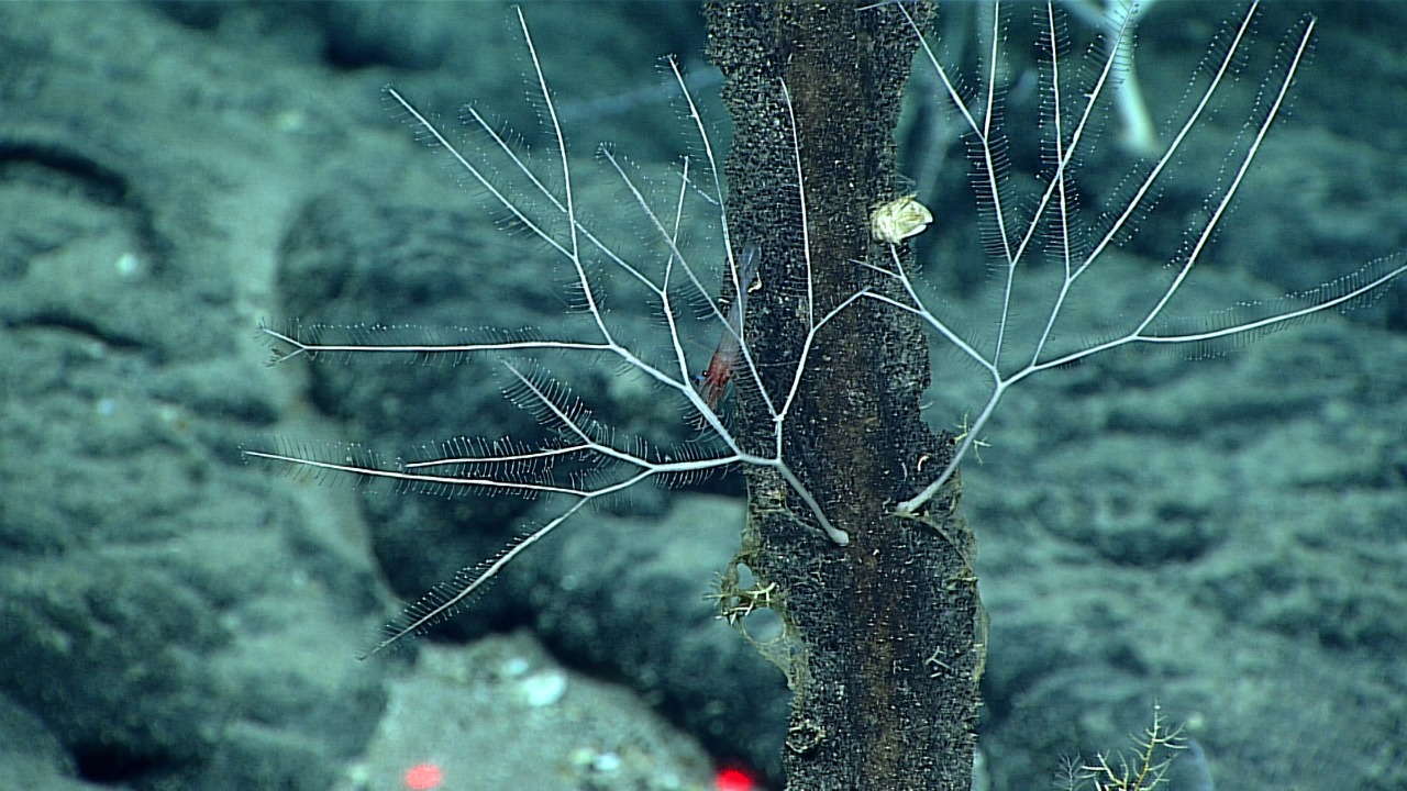 A marine census just logged 1,121 brand-new species in a single year ...
