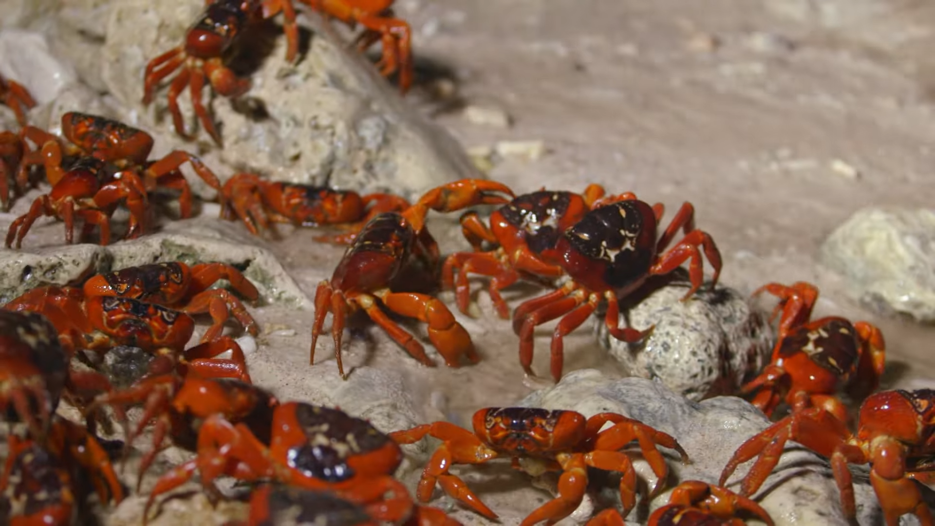 An island where the land is full of crabs and the sea is full of sharks ...