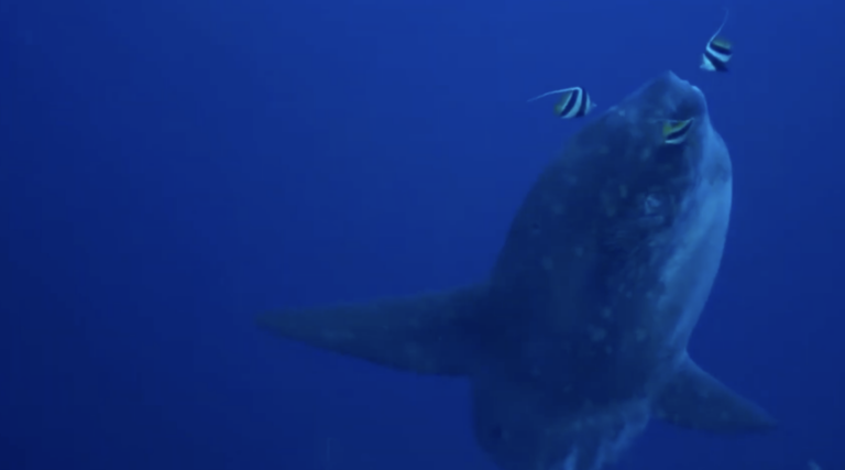They found the biggest fish in the world