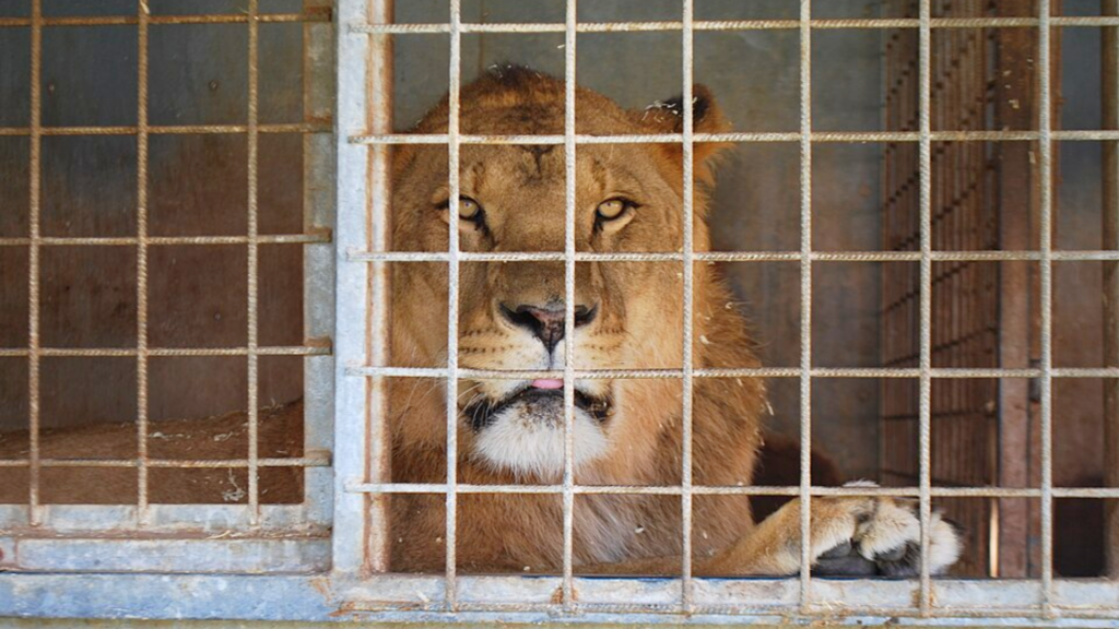 New York lawmakers pass bill restricting wild animals in traveling shows
