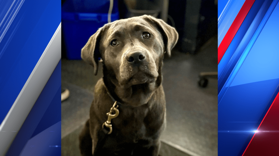 Joules the Westfield Police comfort dog to visit community events