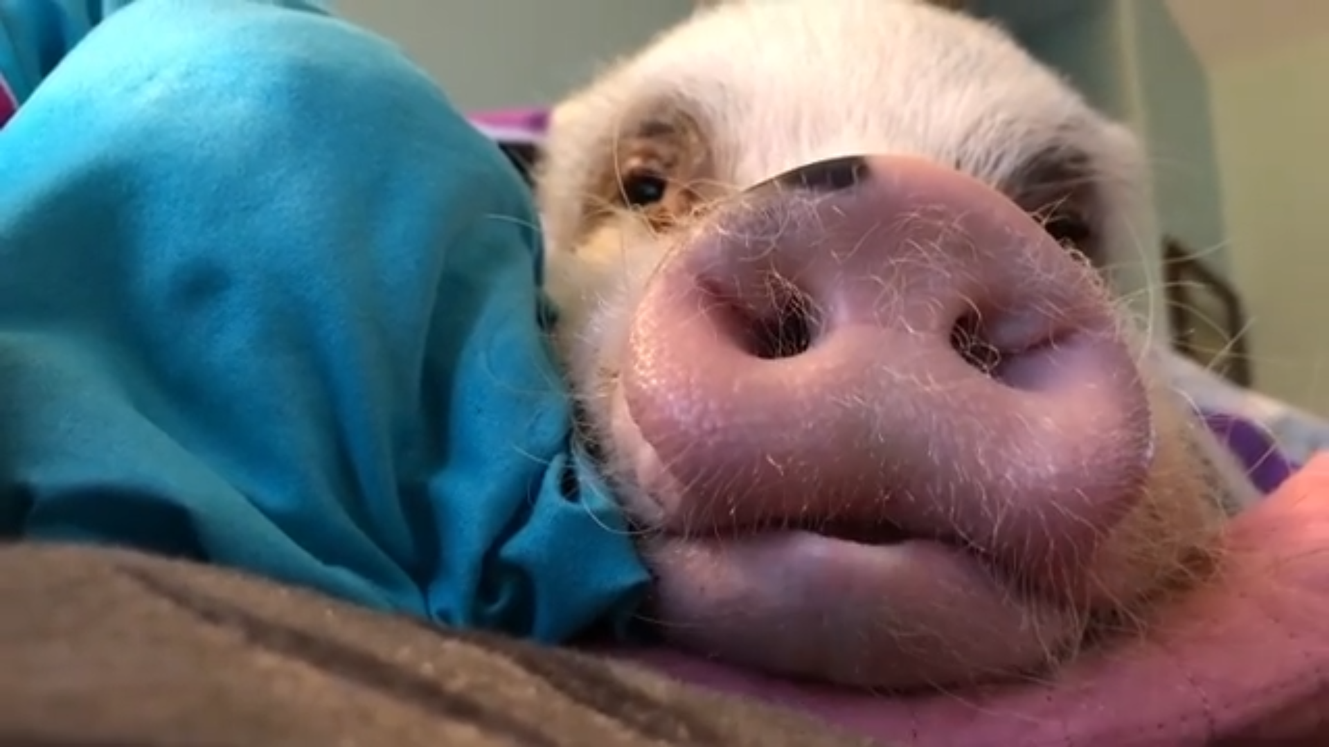 Adorable pig moments cute, funny, and heartwarming clips
