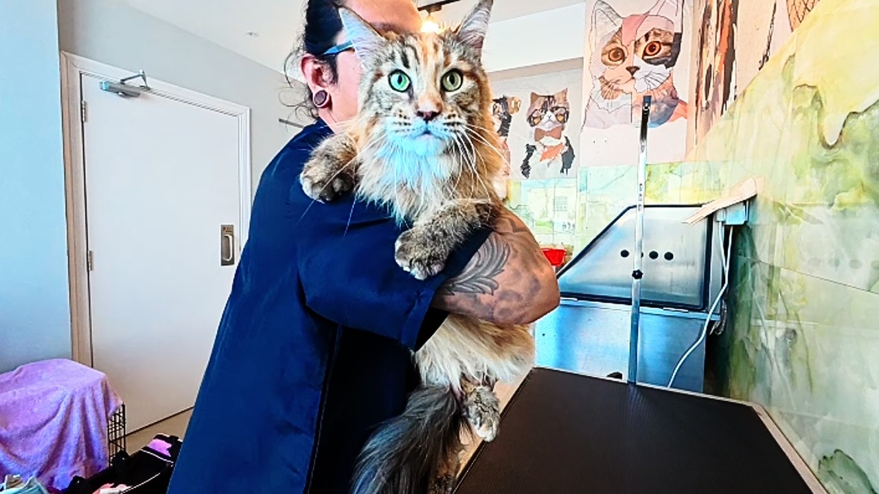 I got worried about this Maine Coon 🙀