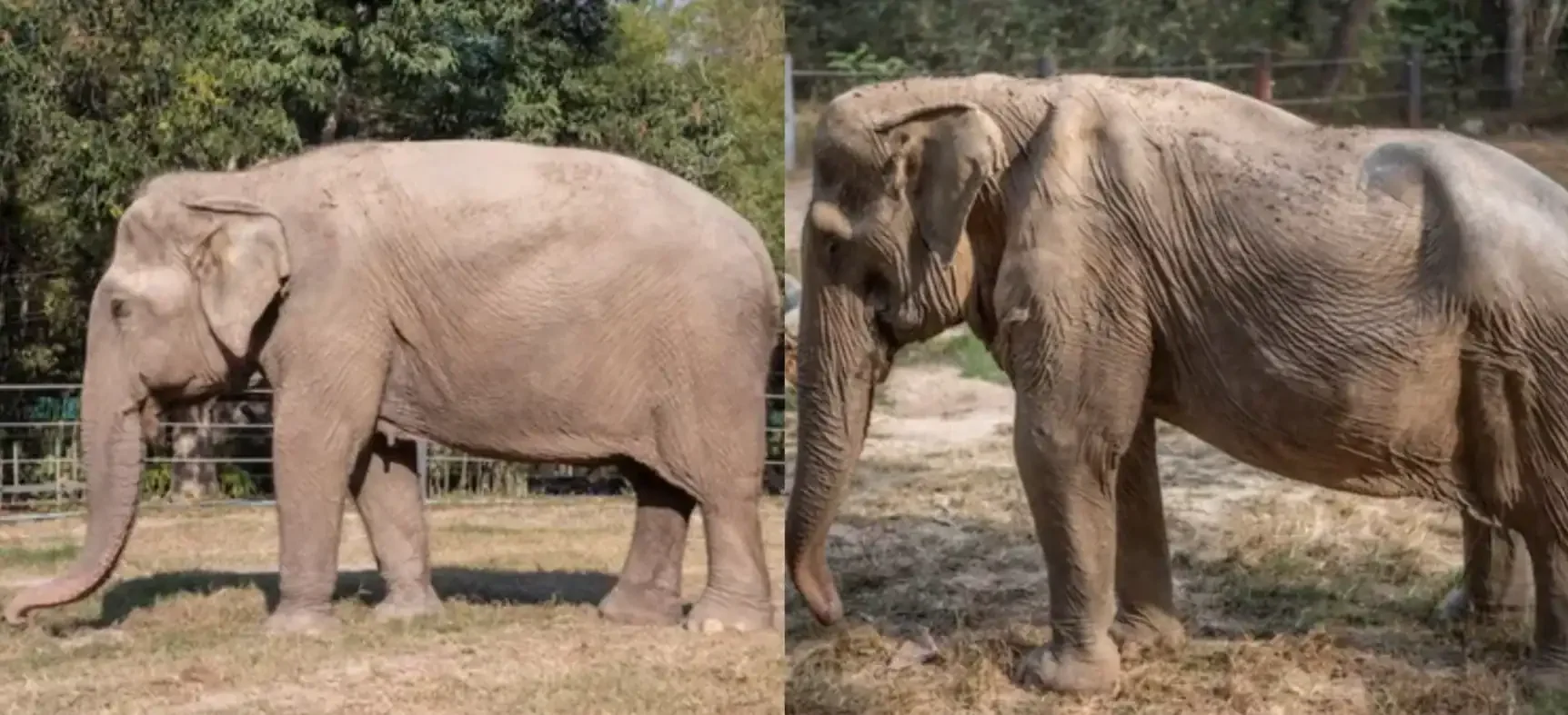 Elefante queda con columna deformada tras cargar turistas por 25 años