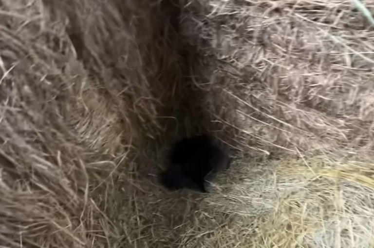 Farmer spots mysterious dog pacing near shed — and realizes she’s ...