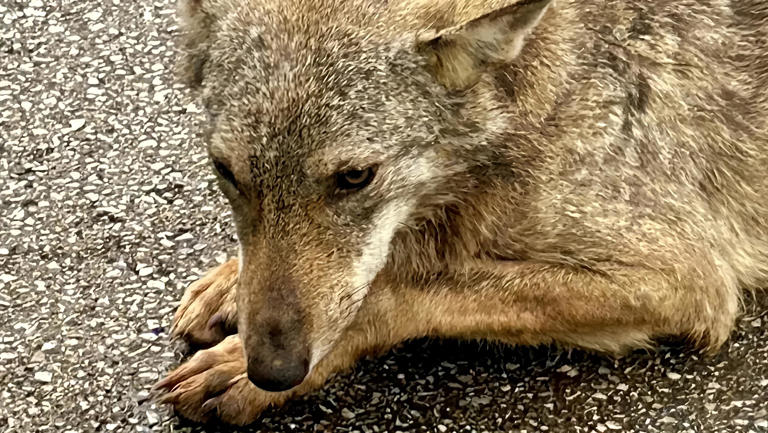 Poliziotto libero dal servizio salva un cucciolo di lupo per strada ...
