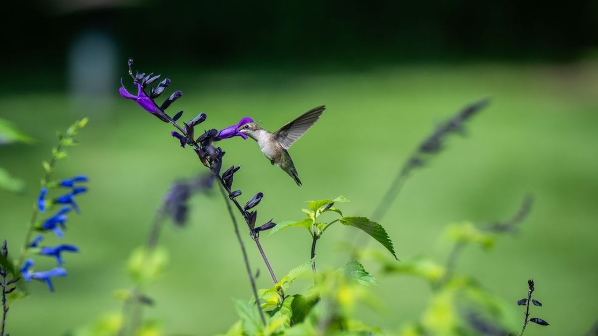 Hummingbird in your garden: the spiritual message it may bring to your life