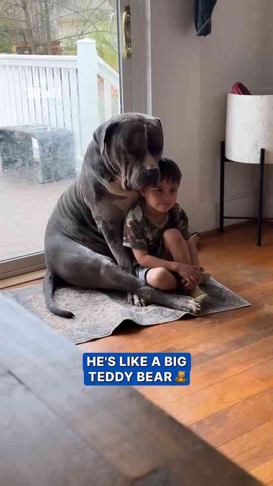 American bully cuddles young boy in heartwarming moment