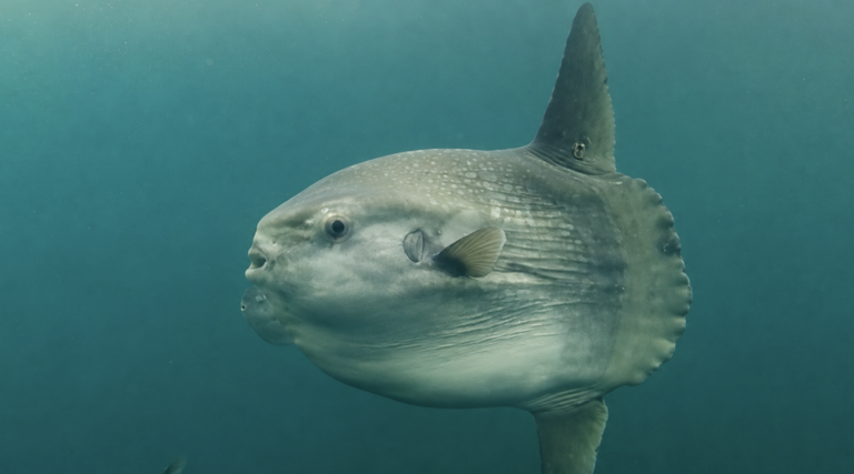 They found the biggest fish in the world