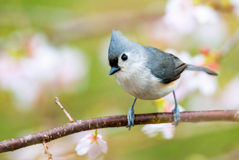 The backyard birding tips every beginner should know