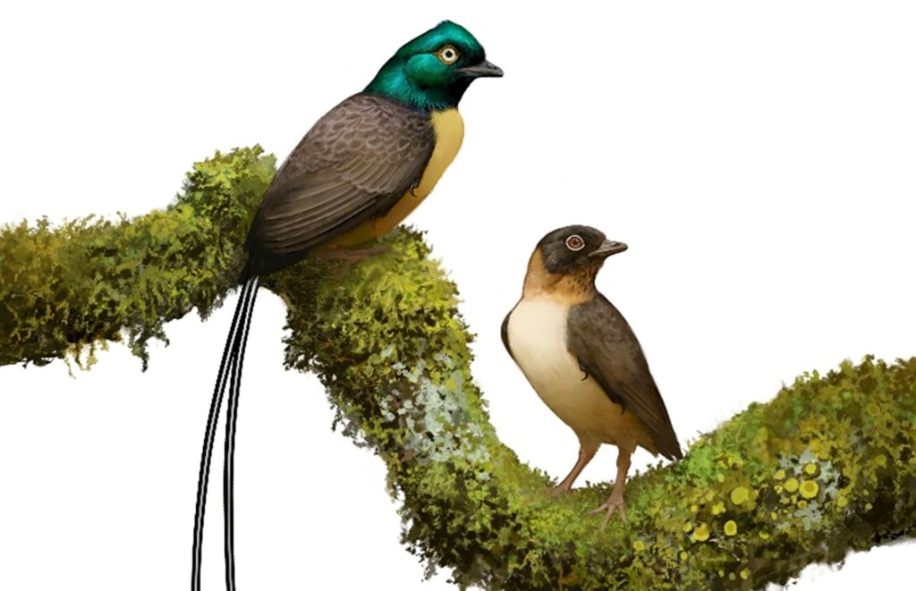 Ancient 'feathered dragon' bird's tail was twice the length of its body