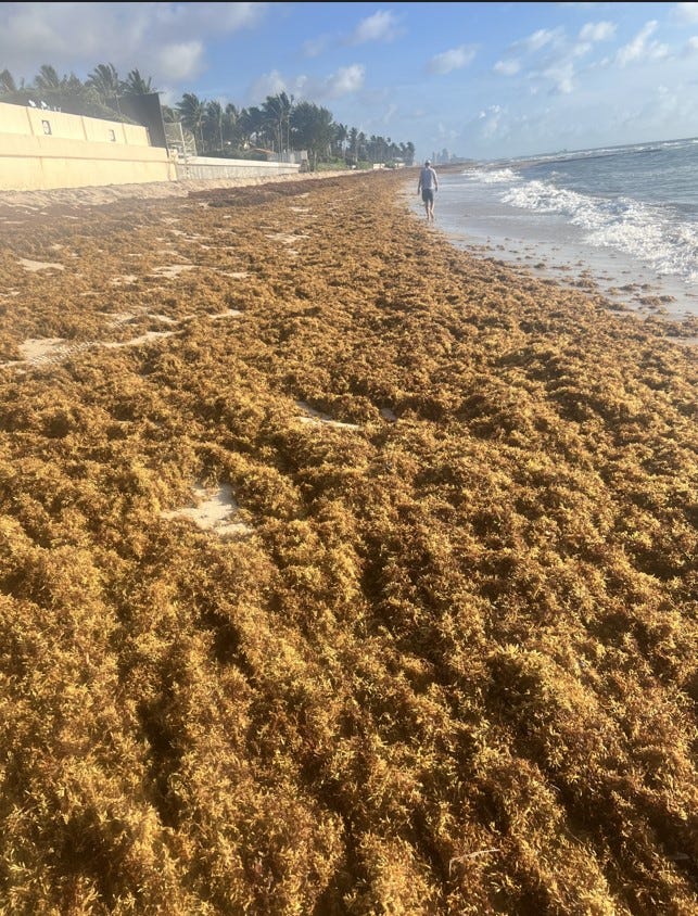Sargassum keeps Miami beaches off Dr. Beach’s 2026 top 10 list