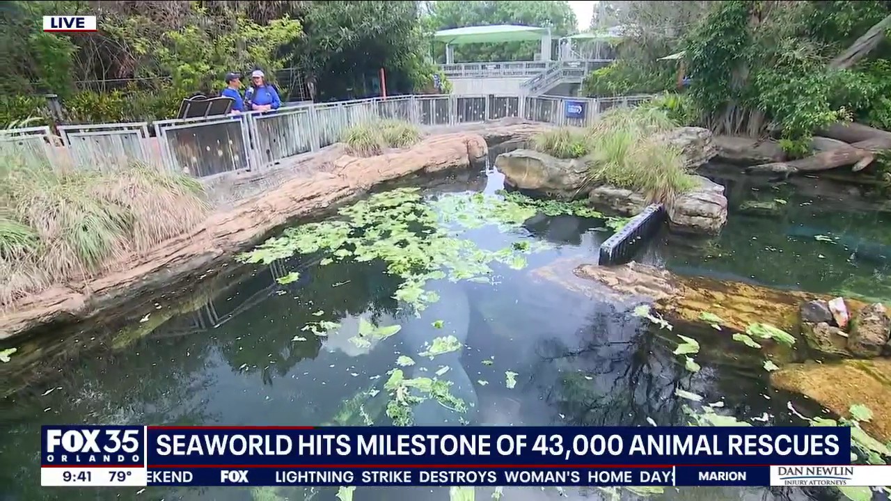 SeaWorld reaches milestone of 43,000 animal rescues