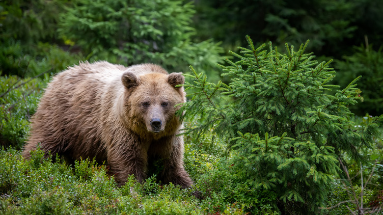 The 8 bear species you can spot around the world (and where to find them)