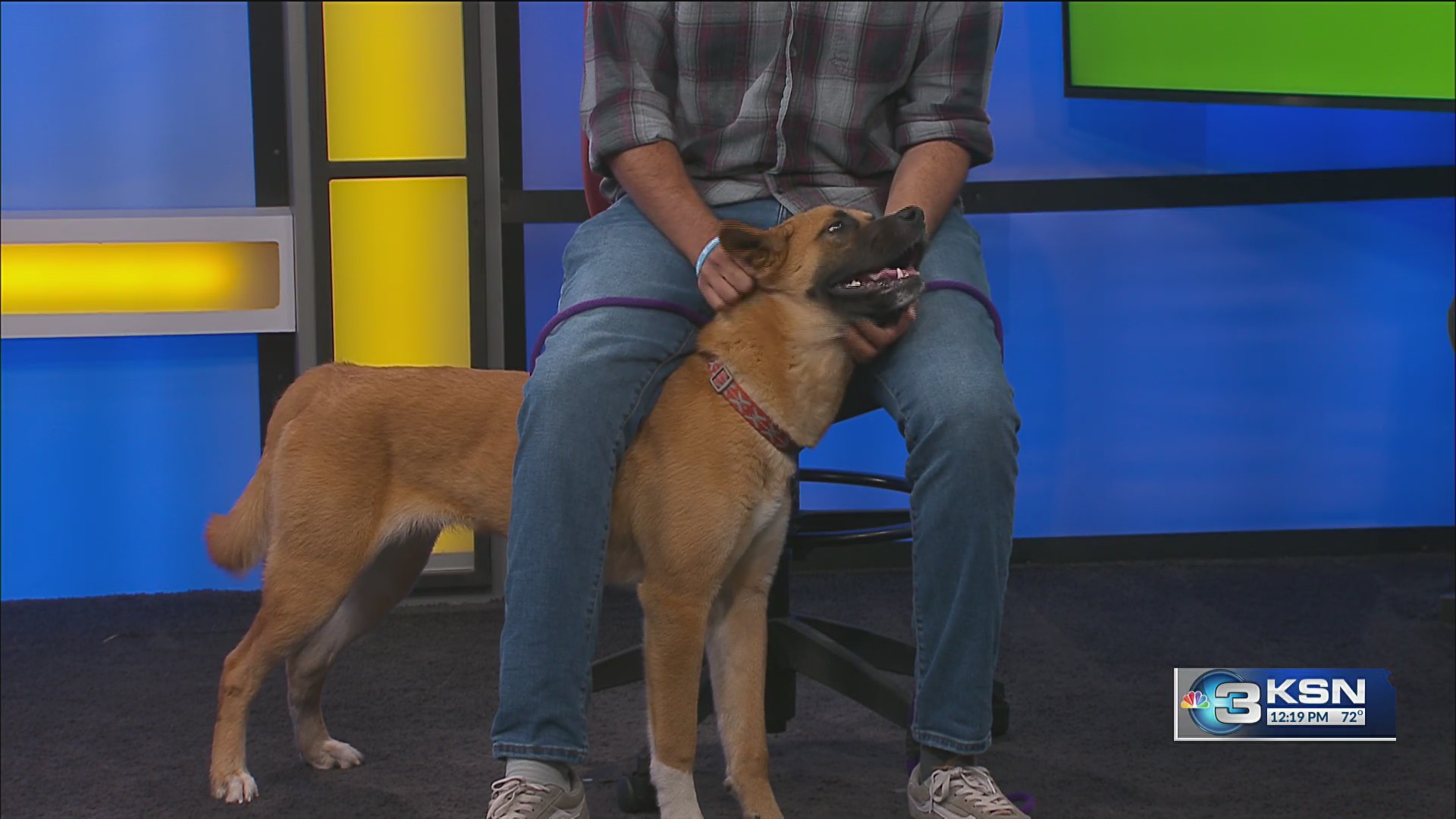 Pet project: Meet Princess Bubblegum, a sweet girl who loves lap time