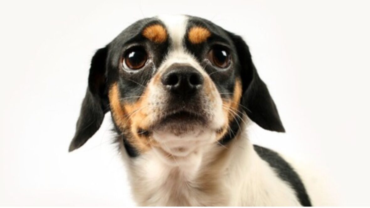 Dog abused at Florida grooming business caught on camera—petition ...