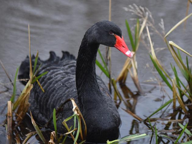 Trauerschwan im Auepark Bad Gandersheim von Hund getötet