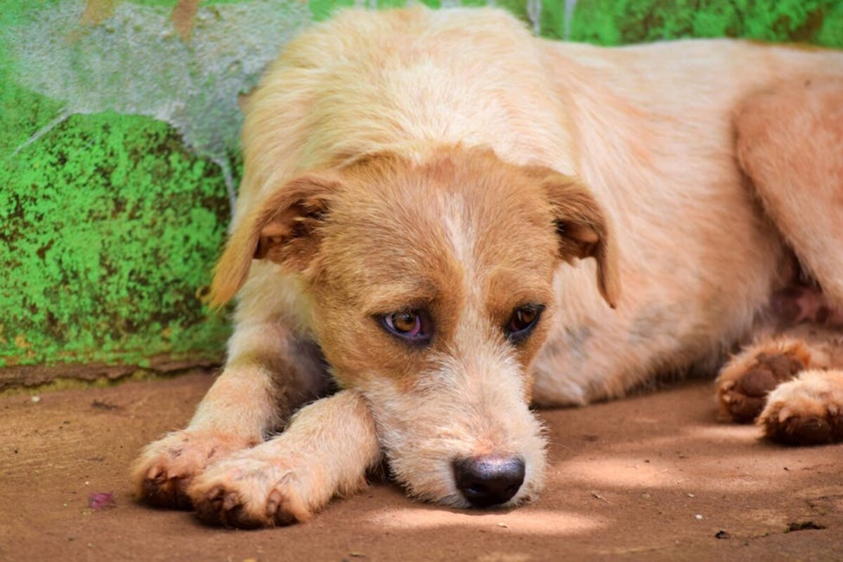 Maltrato animal se dispara 300% en San Pedro al arranque de 2026