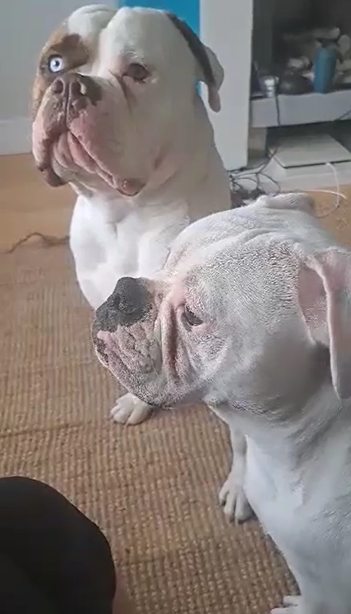 Dogs go crazy with excitement when dad gets home
