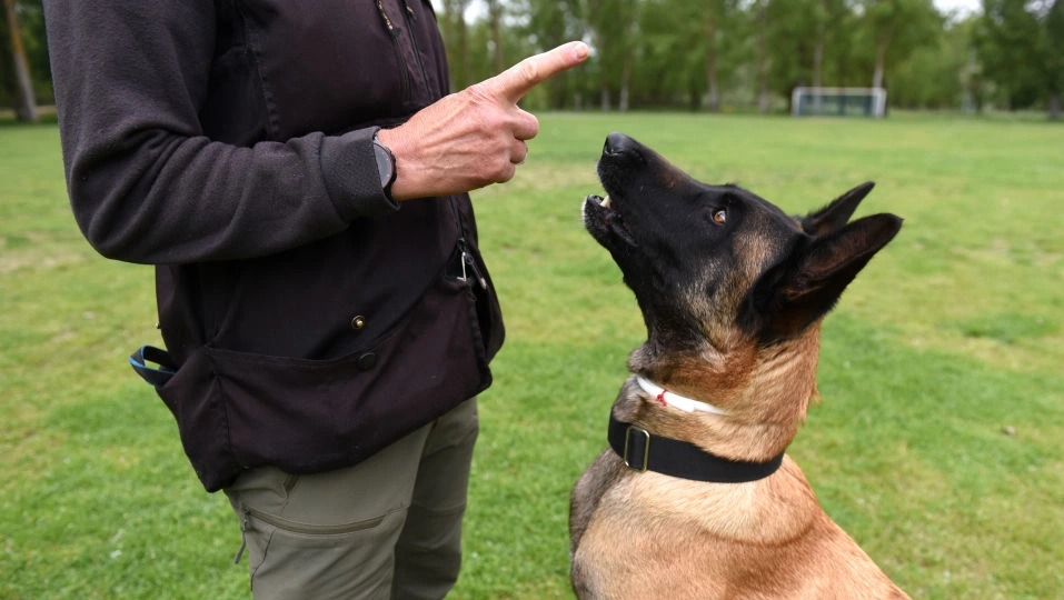 Rethinking alpha dog training for happier pups