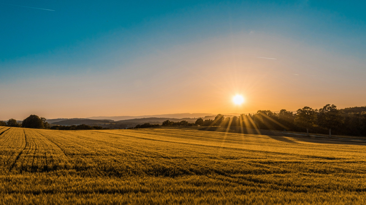 Cette canicule de mai menace déjà les récoltes françaises