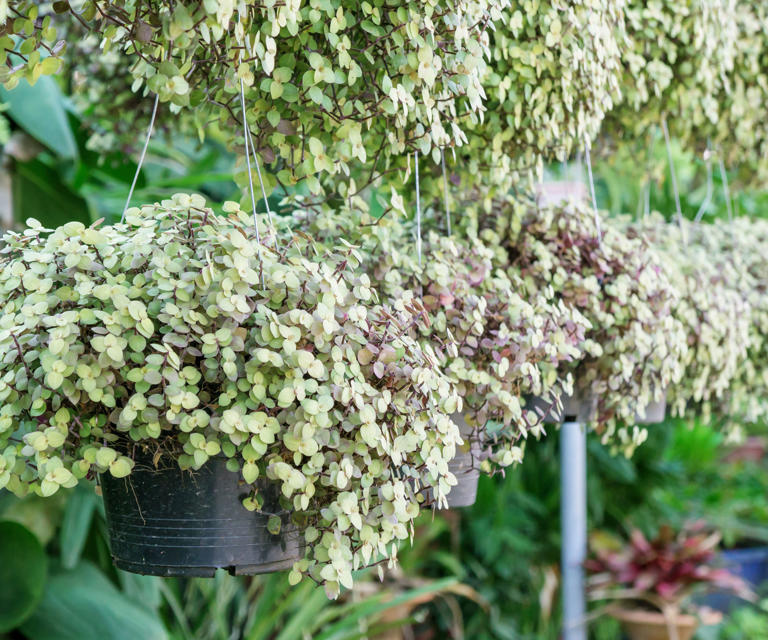 Stop hanging baskets so high – this visual trick creates a ‘floating ...
