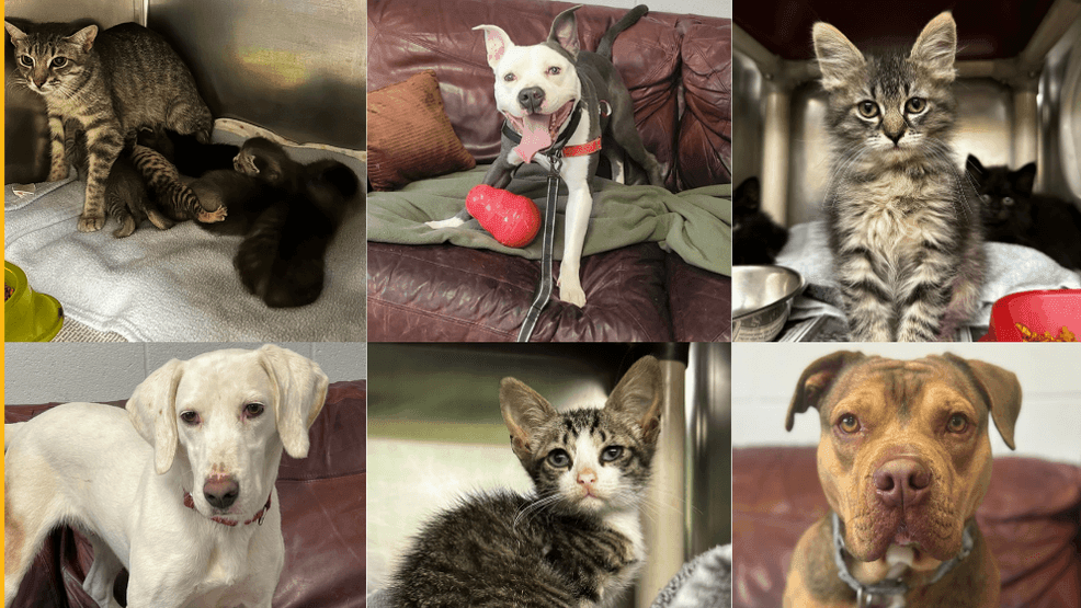 North Myrtle Beach Humane Society joins Foster 50 campaign
