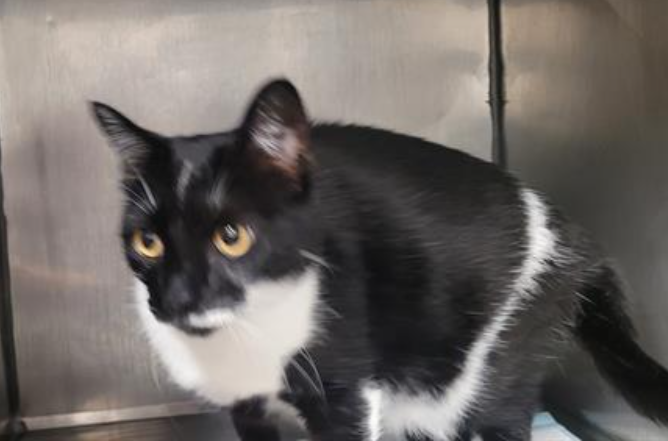 News 13 pet adoption option: Tigger