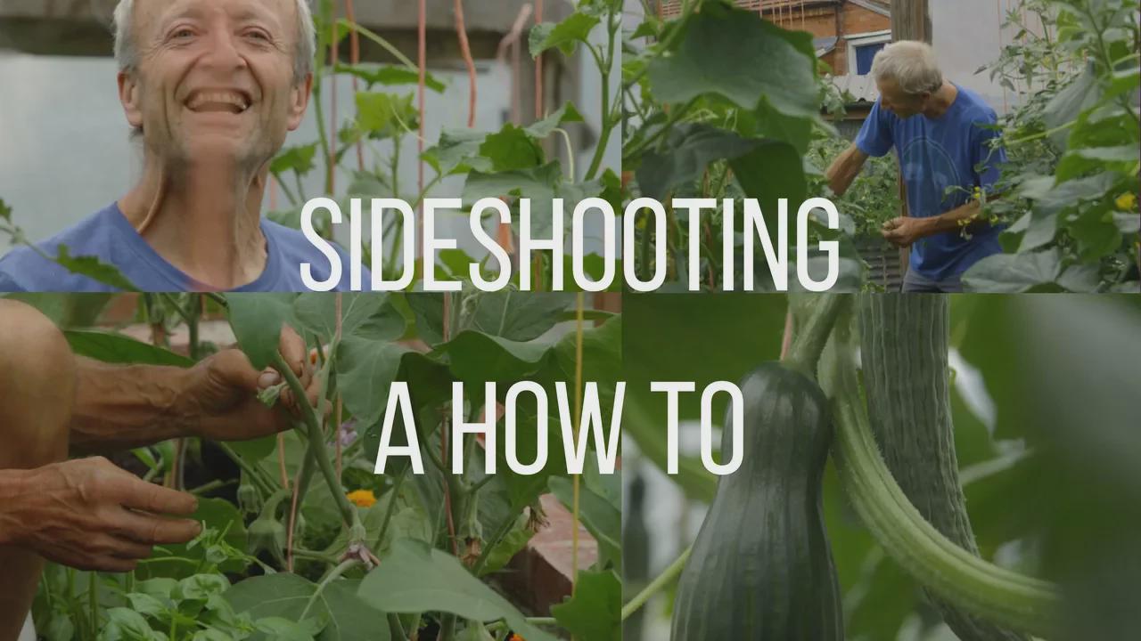 Side-shooting and training cordon tomatoes, cucumber, aubergine undercover