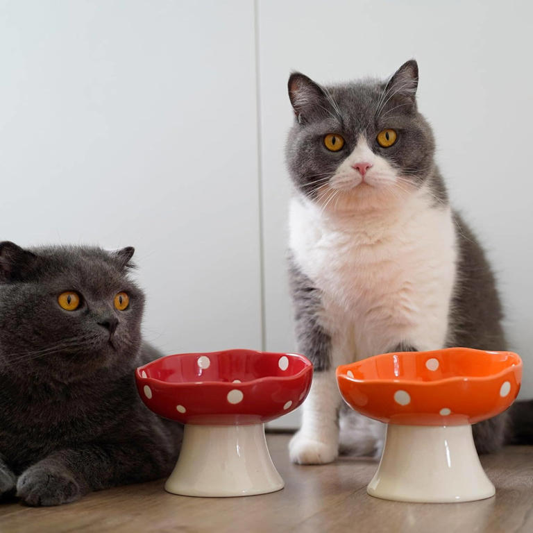 Amazon’s adorable $16 cat bowl helps kitties eat more comfortably