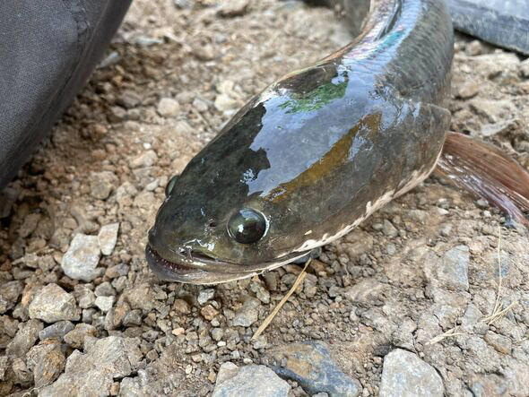 Dangerous invasive fish that can 'walk on land' found in New York lake