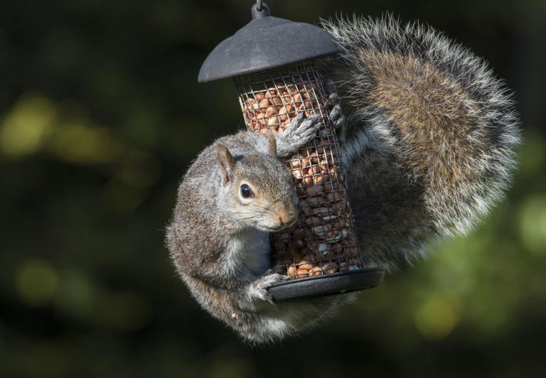 We asked pest control pros if cayenne pepper really deters squirrels ...