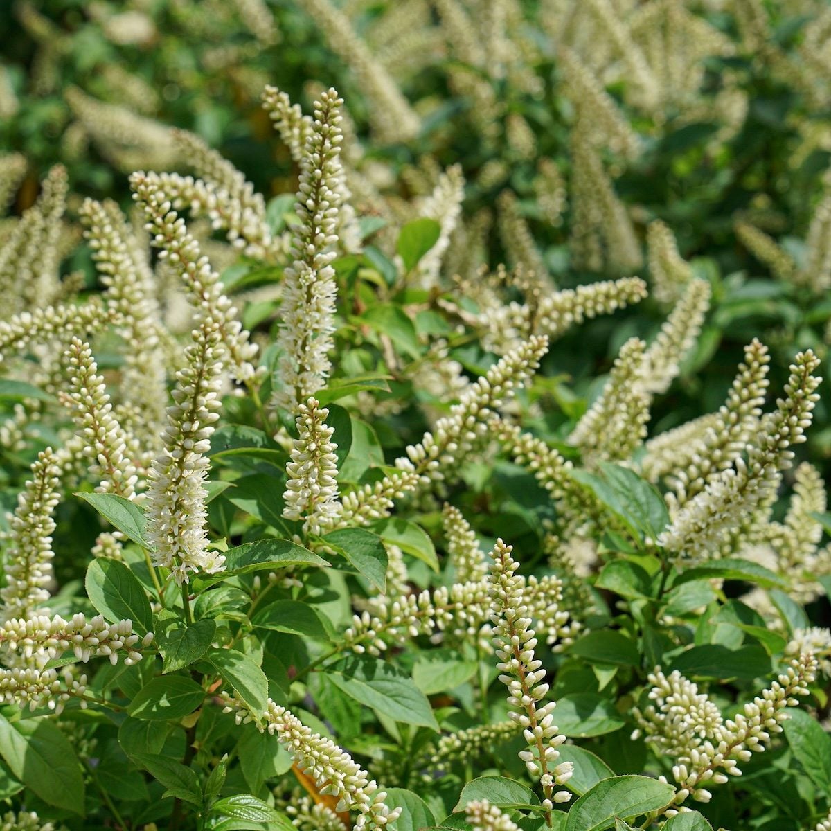 Top 10 fragrant flowers for floral scent lovers