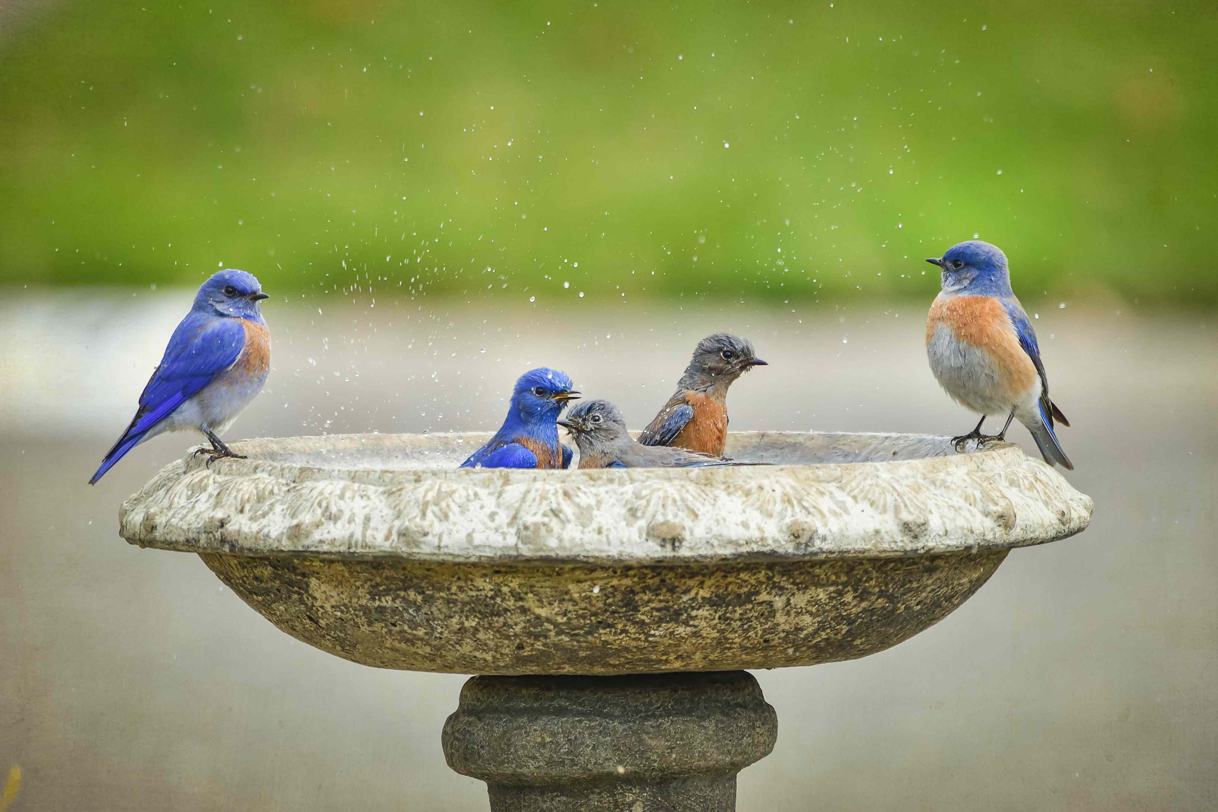 The right way to clean a bird bath (and keep birds safe)