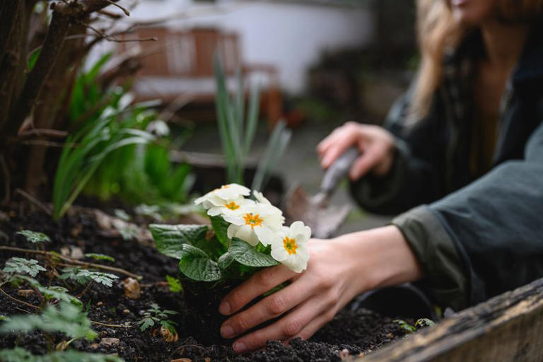 Plants 'spy' on neighbours by sniffing them out in bid to grow bigger ...