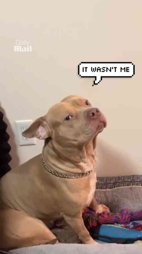 Dog absolutely demolishes bed covers in chaotic tantrum