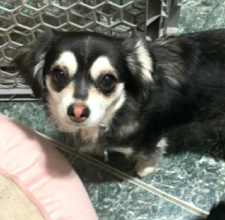 Who killed Emma the Chihuahua? Family dog fatally shot in backyard