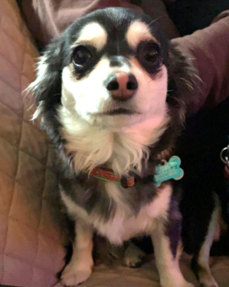 Who killed Emma the Chihuahua? Family dog fatally shot in backyard