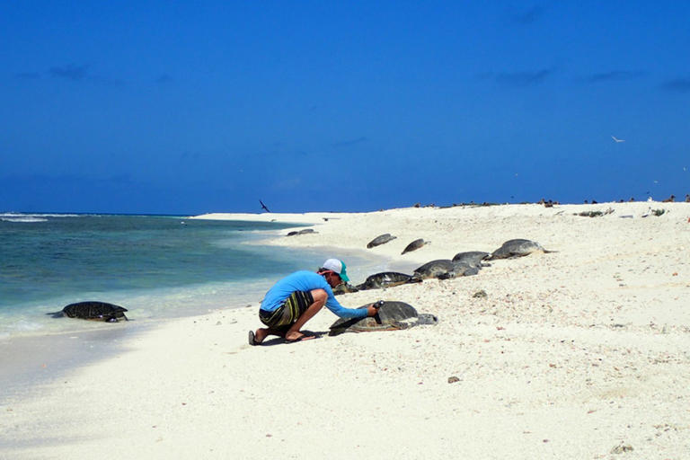 Hawaiians thought these sea turtles had graffiti on their backs. It led ...