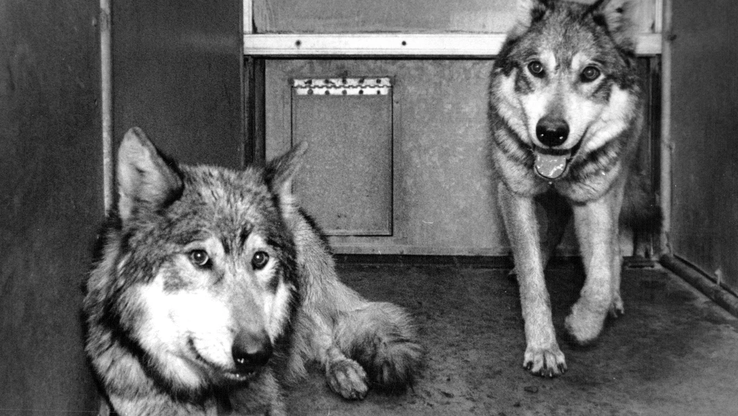 Rethinking alpha dog training for happier pups