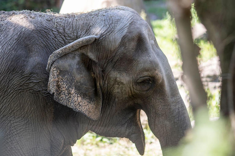 Happy, the first zoo elephant to pass a self-recognition test ...