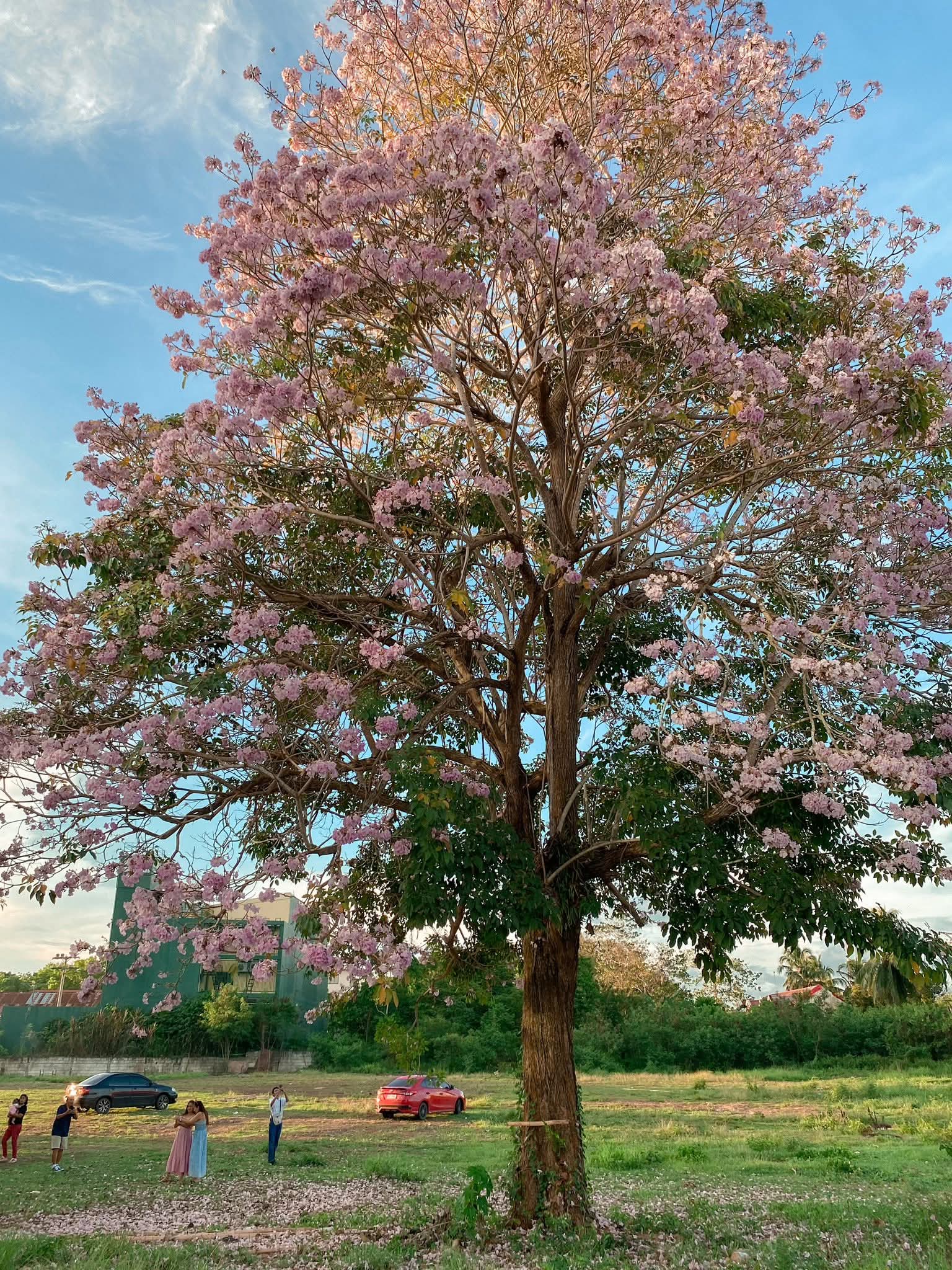Viral tree in Tagbilaran brings 'cherry blossom' vibes to locals