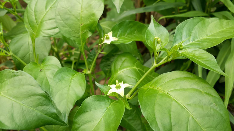 How to prune peppers in late spring for a stronger, fuller plant all summer