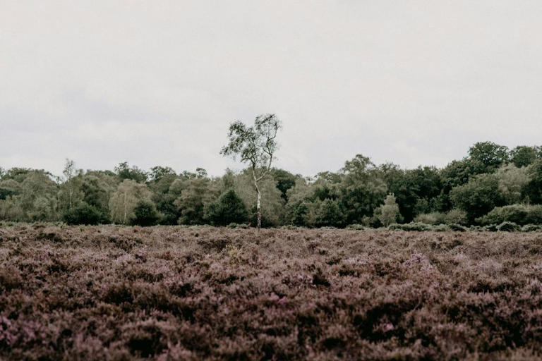 Two Hampshire national parks named the UK’s best for solo escapes