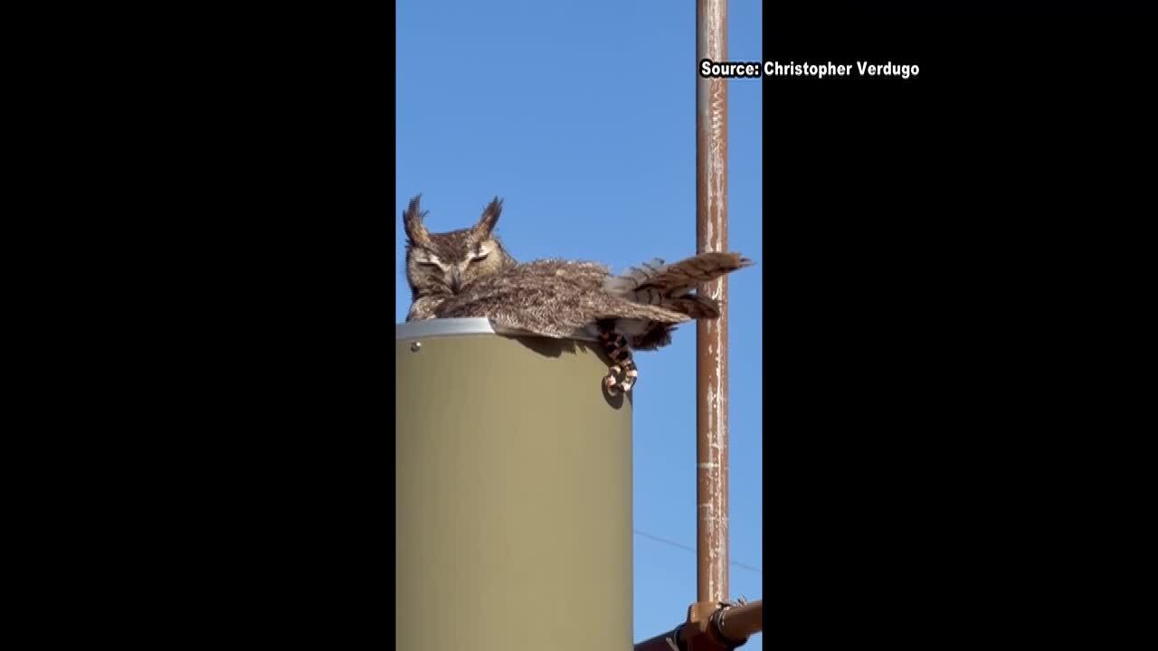 Watch: Video captures encounter between an owl and snake in Pima County