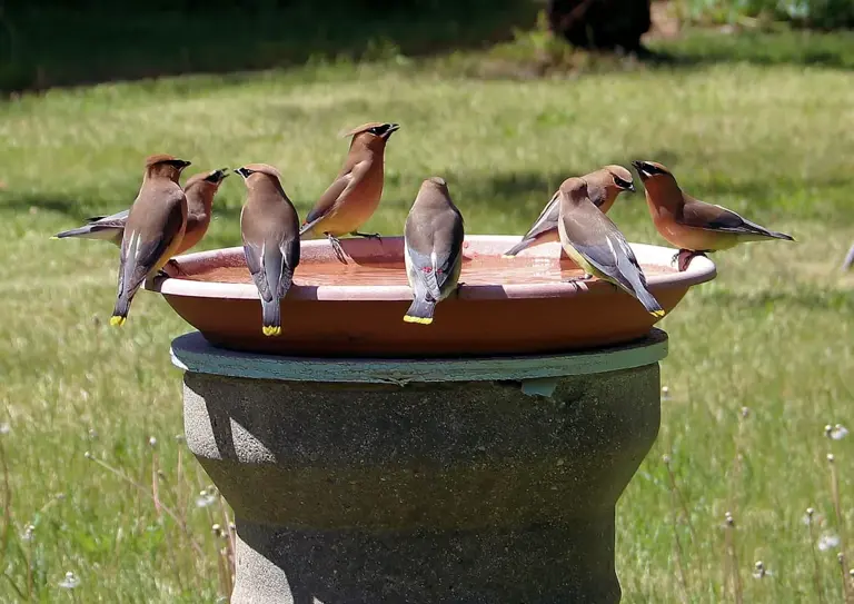 Why a moving water feature is the ultimate magnet for migrating birds